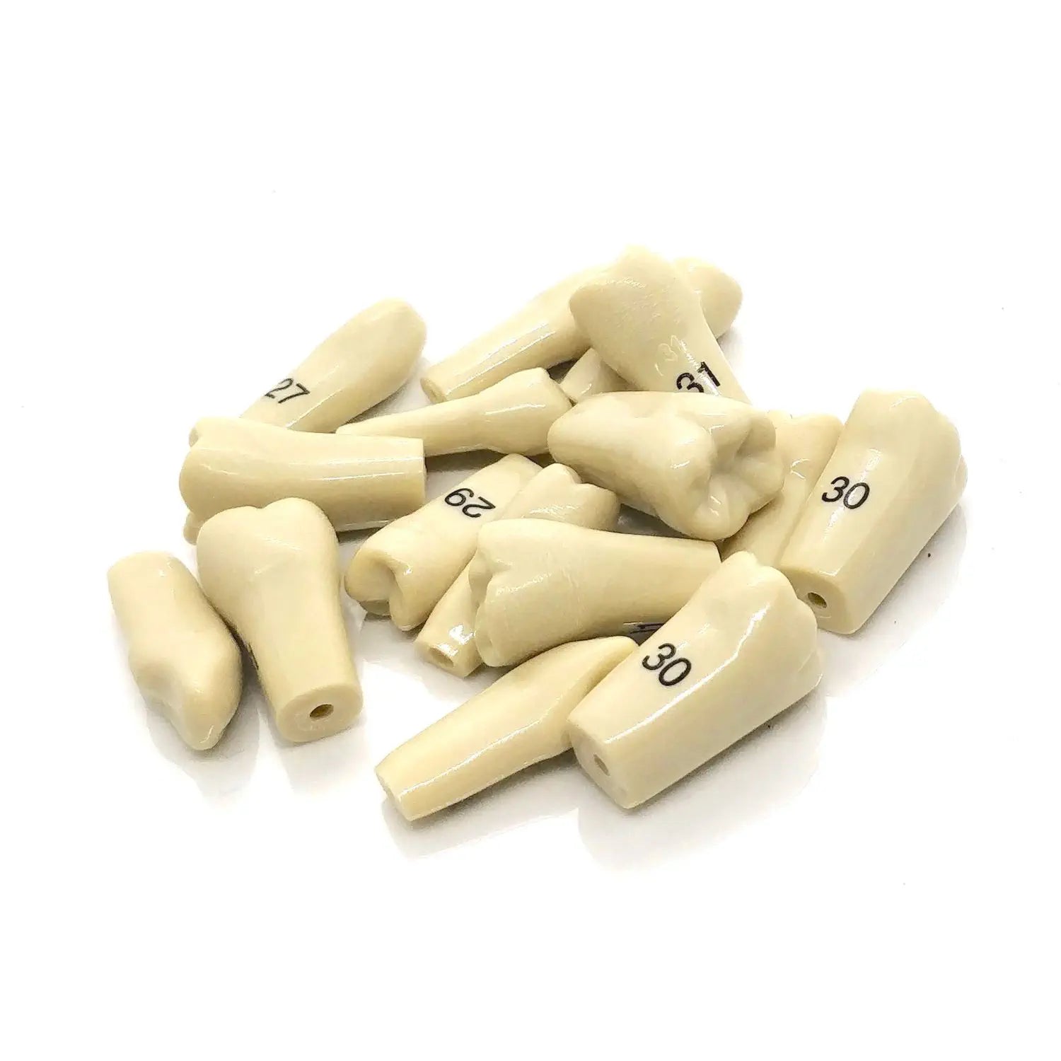 Columbia T-860 Series Replacement Teeth – IDP Dental Store